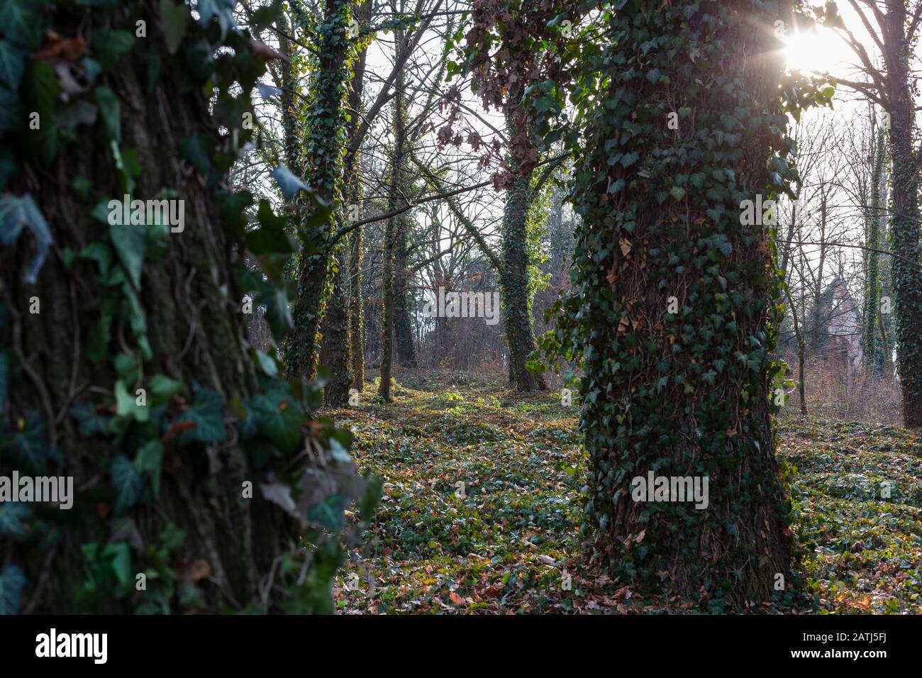 Prague, Bohnice Constitutional Cemetery, graveyard (CTK Photo/Marketa ...