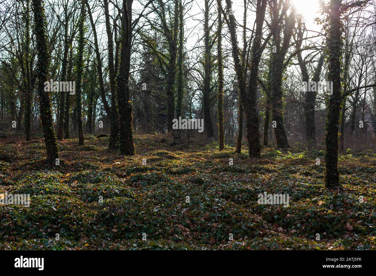 Prague, Bohnice Constitutional Cemetery, graveyard (CTK Photo/Marketa ...