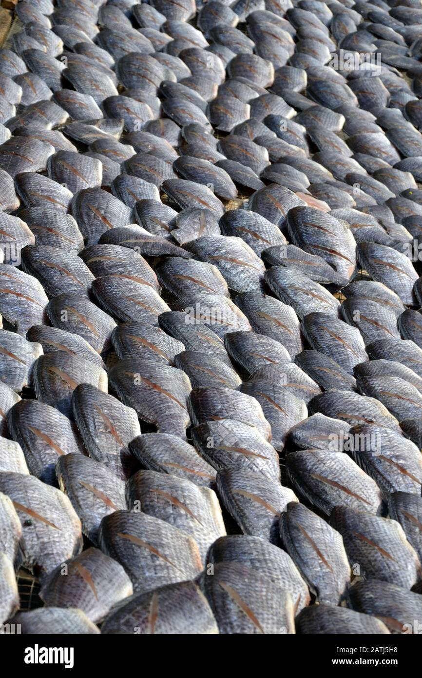 A large group of headless fish put out to dry beside Rama IV road in ...