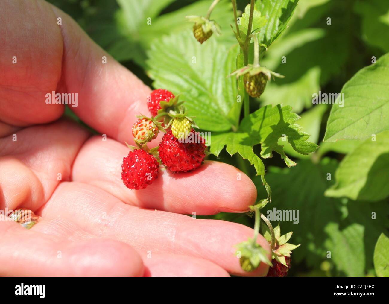 Alpine berry picking hi-res stock photography and images - Alamy