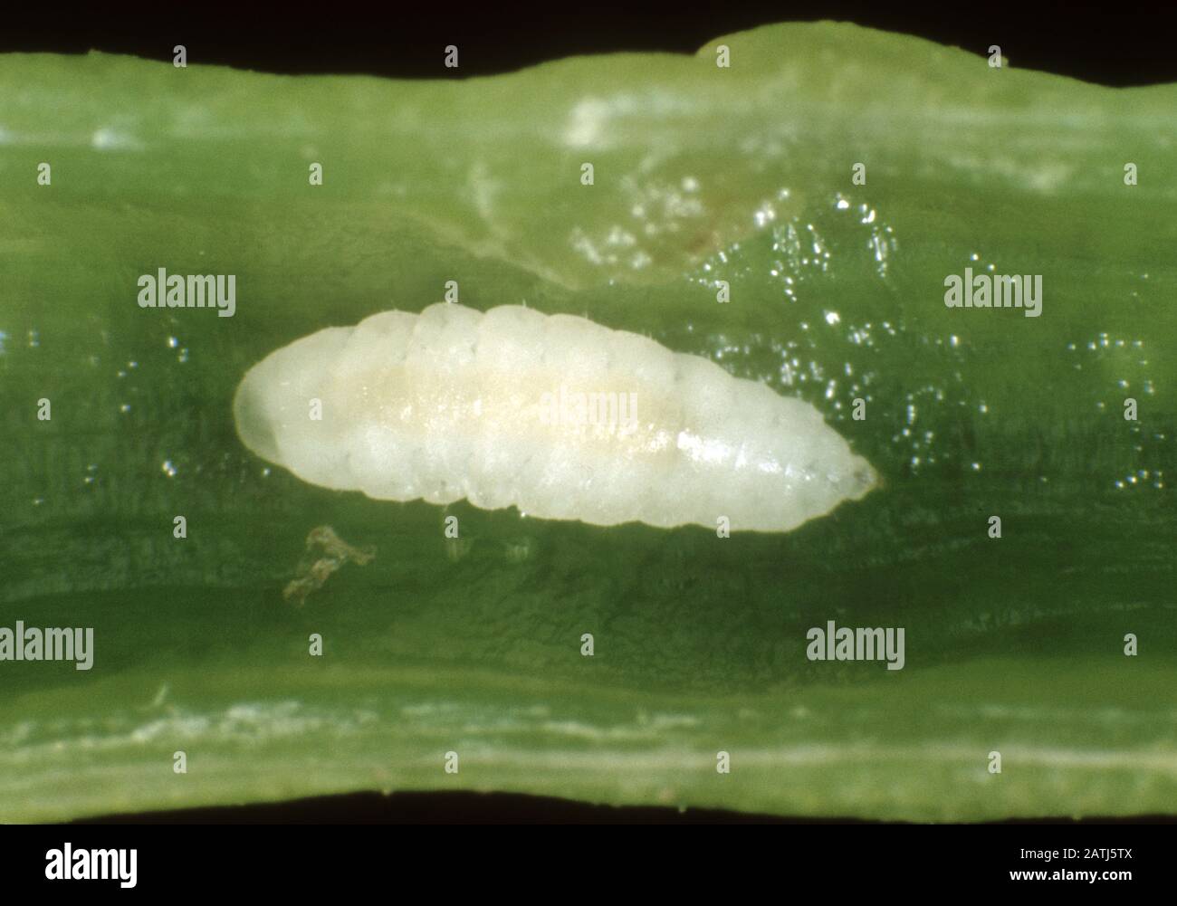 Bladder pod midge (Dasineura brassicae) larva of pest insect in oilseed ...