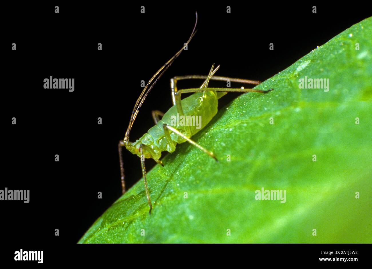 Pea aphid (Acyrthosiphon pisum) apterous adult female pest with long ...