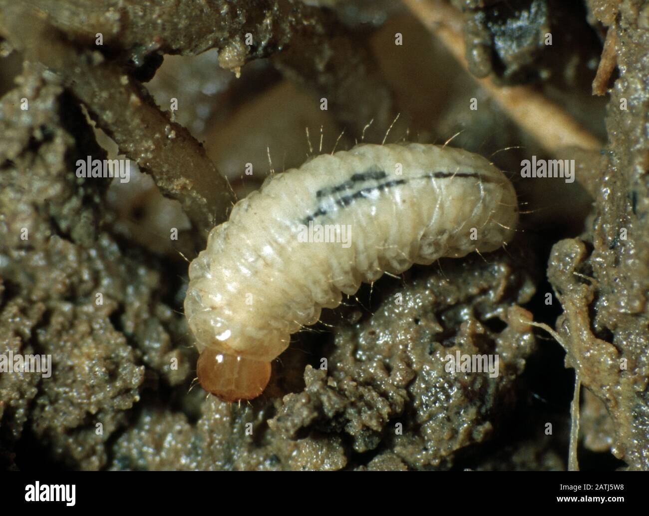Sitona lineatus larva hi-res stock photography and images - Alamy