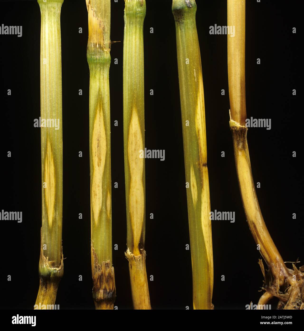 Sharp eyespot (Ceratobasidium cereale) eye-shaped pale lesions of a ...