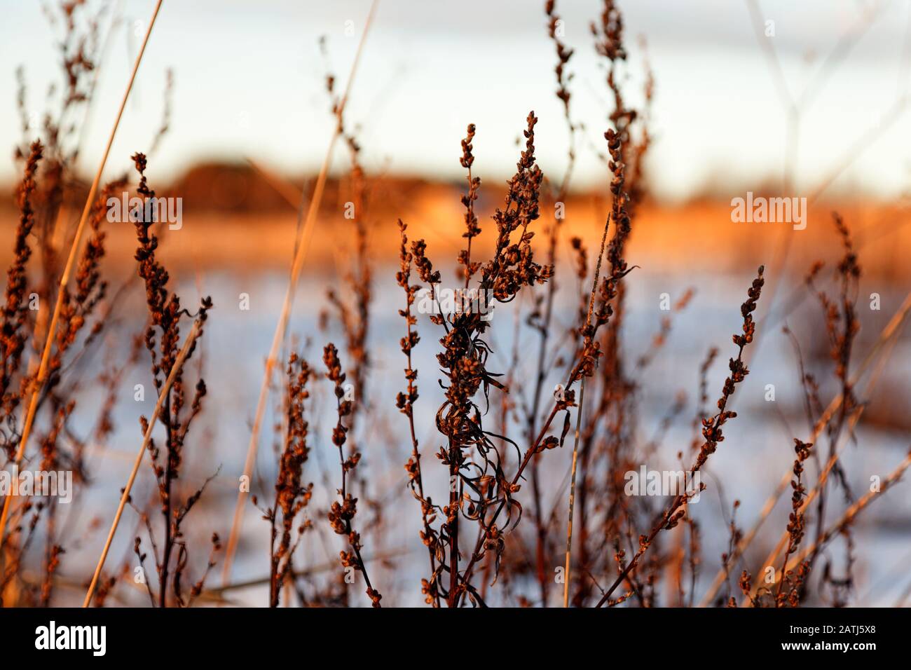 Winter dead plants in field hi-res stock photography and images - Alamy