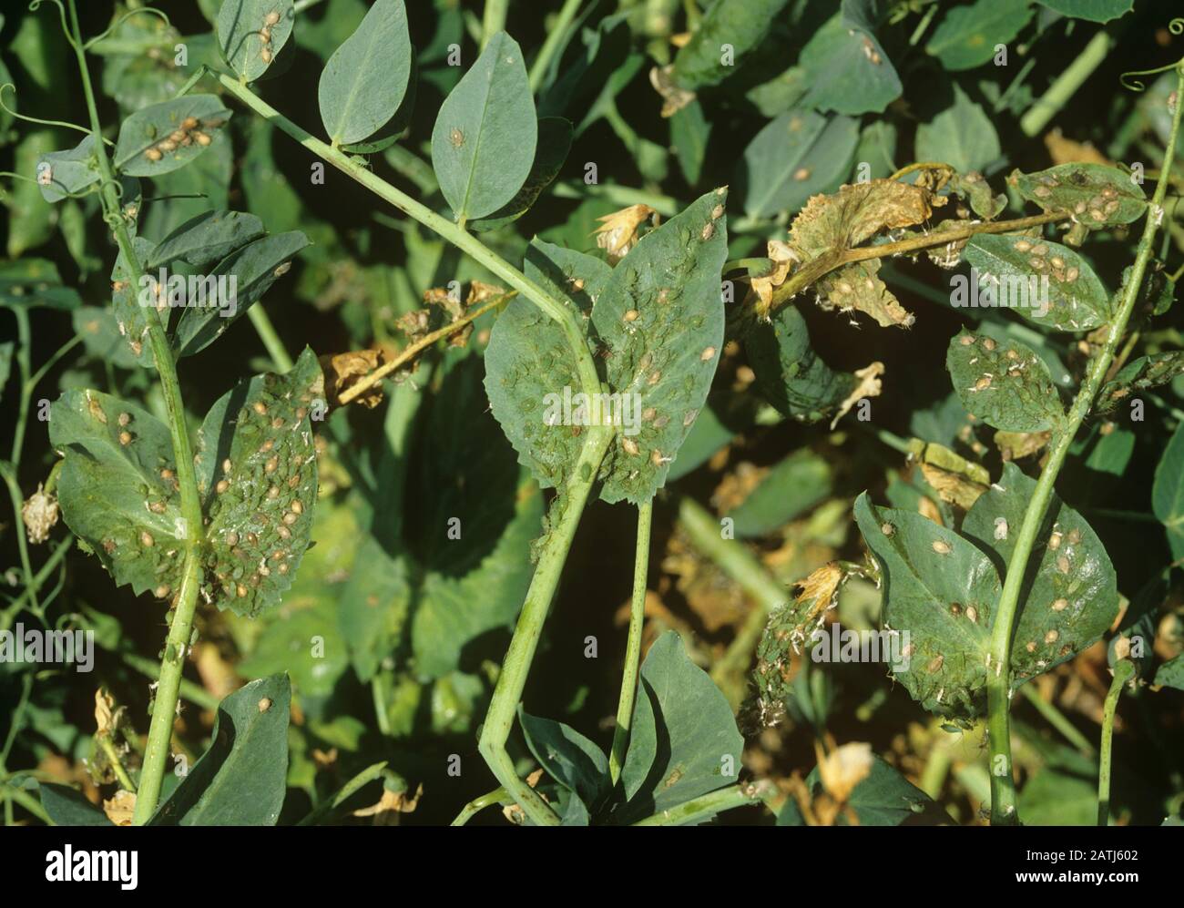 Pea aphid acyrthosiphon pisum hi-res stock photography and images - Alamy