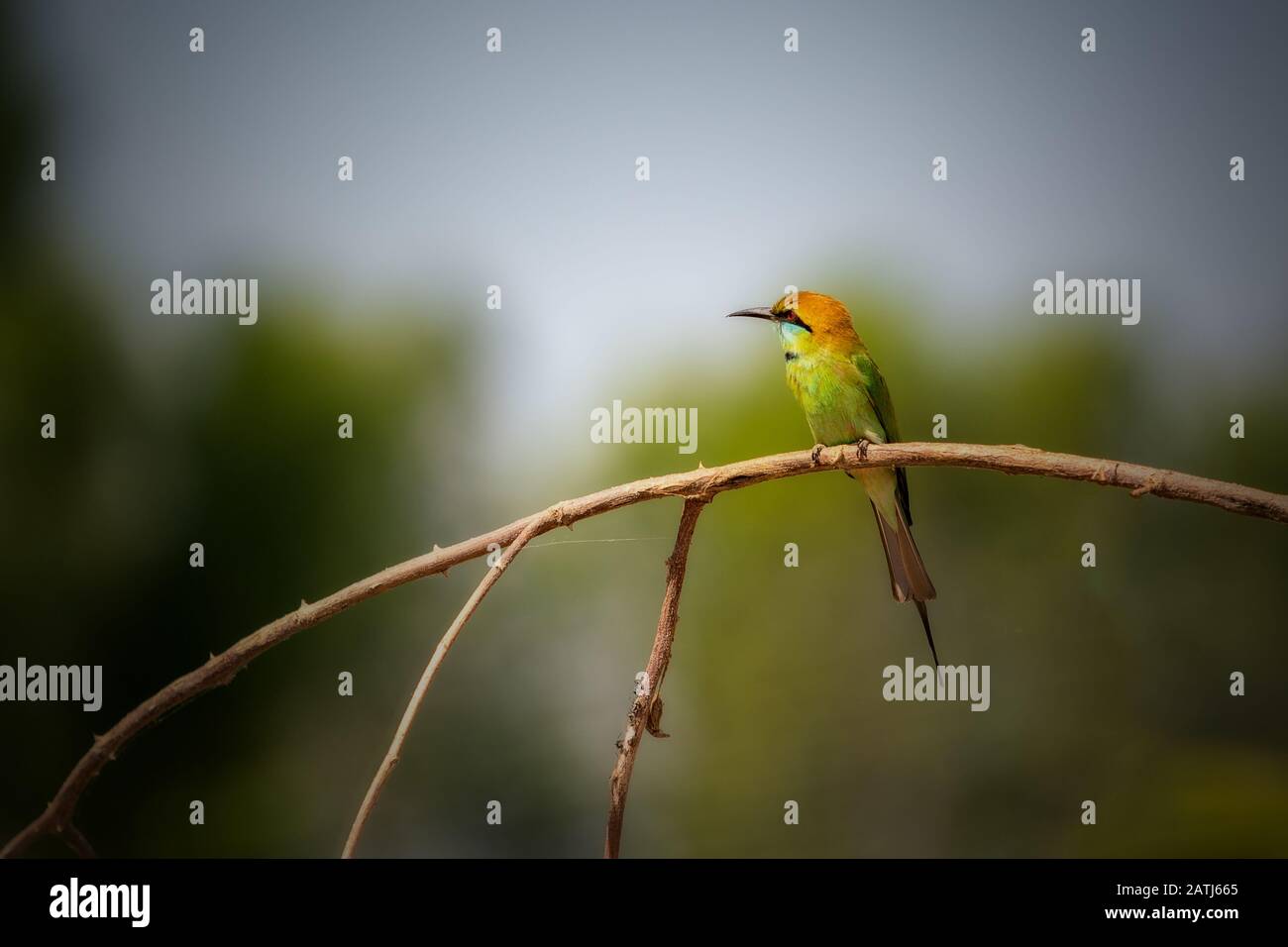 Long tailed green bird hi-res stock photography and images - Alamy