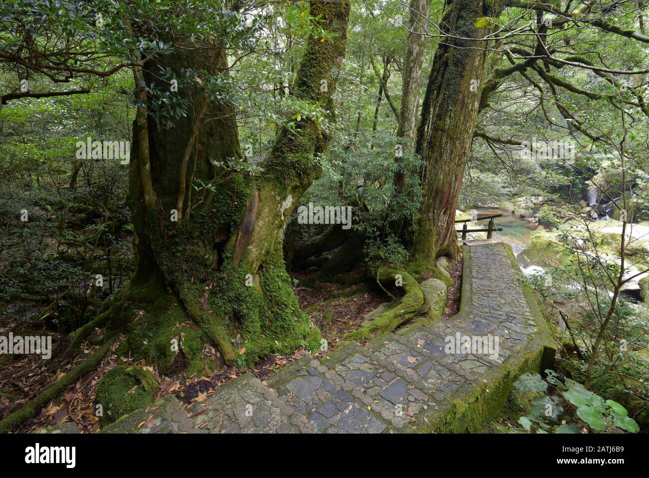 Nature, National Park. Yakushima Island, Japan Stock Photo - Alamy