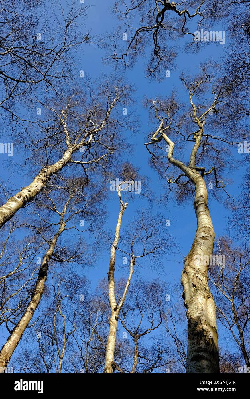 Silver birch trees winter hi-res stock photography and images - Alamy