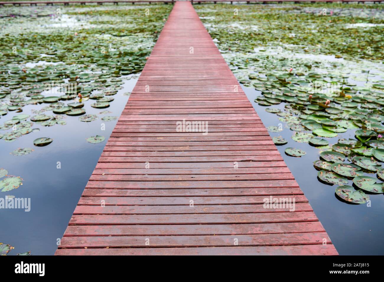 Lotus long hi-res stock photography and images - Alamy
