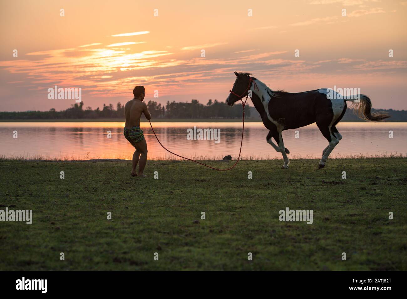 Training young horses in hi-res stock photography and images - Alamy