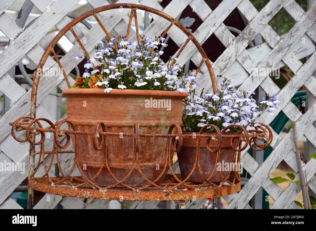 Forget Me Nots Container High Resolution Stock Photography and Images ...
