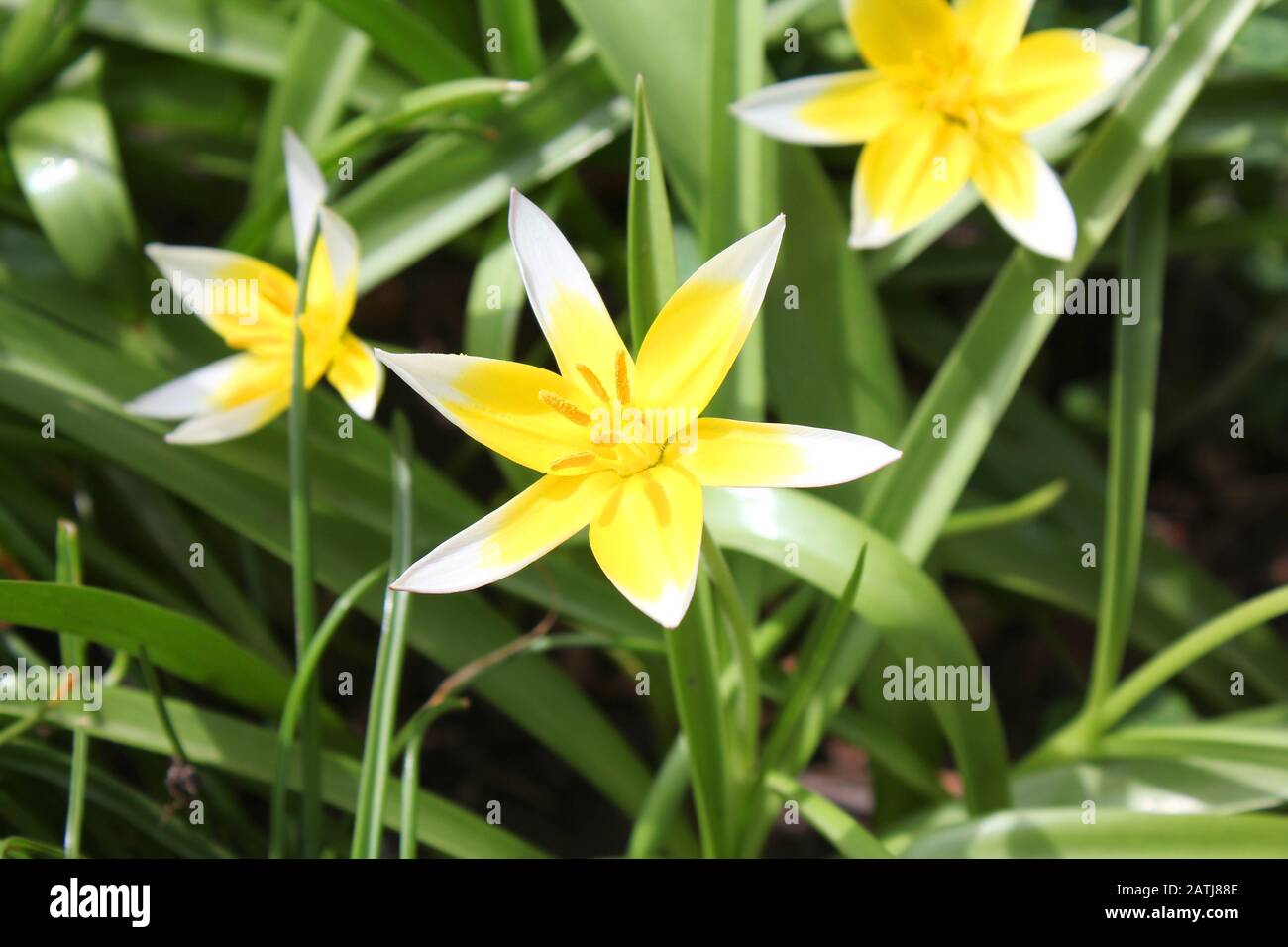 Tulipa green star hi-res stock photography and images - Alamy
