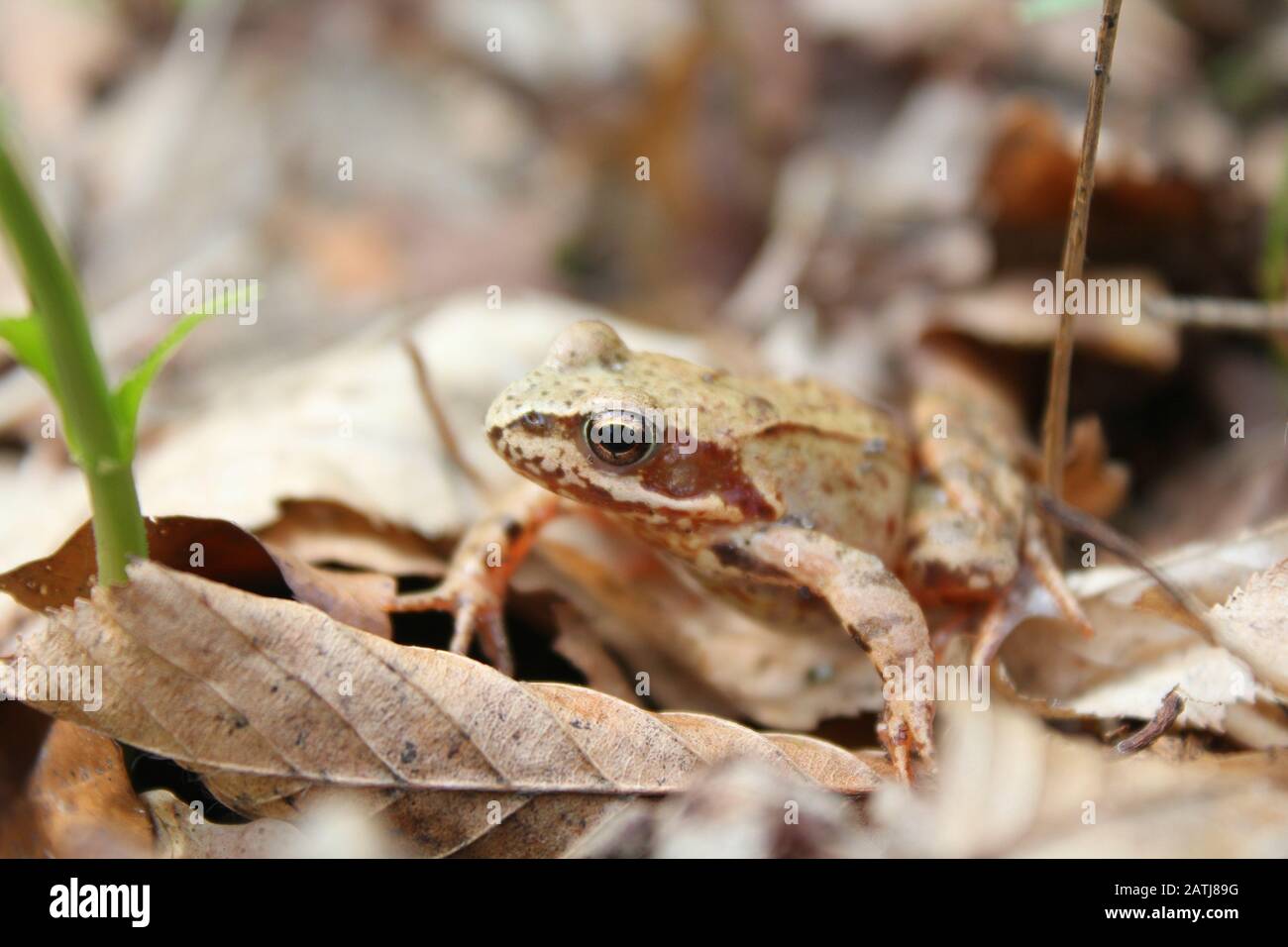 Brown frog Rana temporaria in the polish forest Stock Photo - Alamy