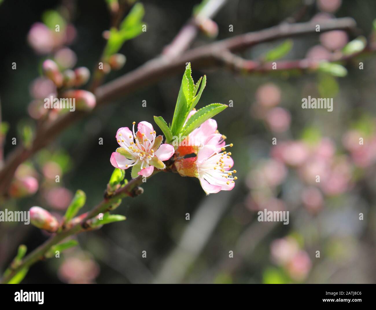 Peach tree blossom Stock Photo - Alamy