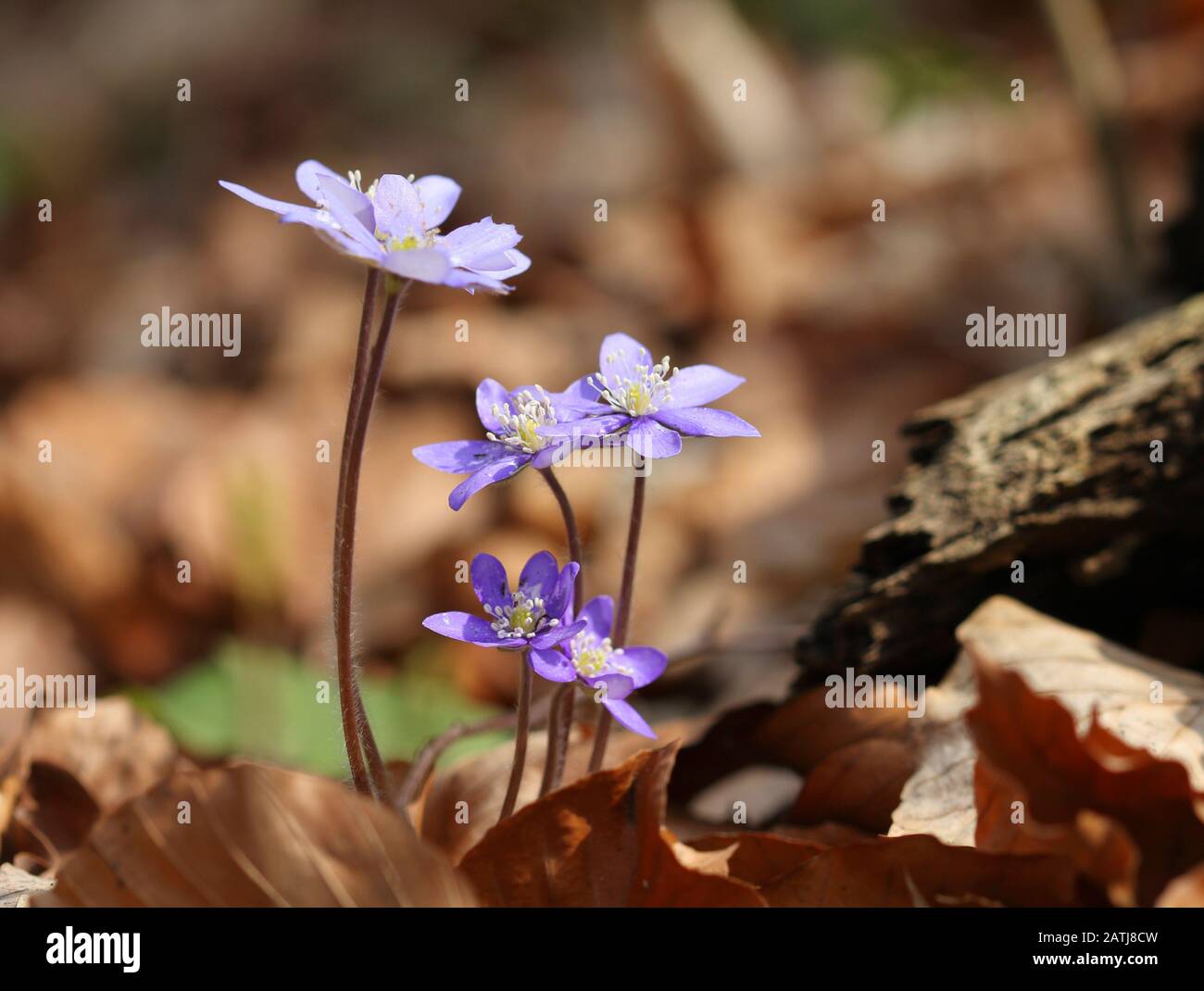 Spring blue flowers in forest Anemone hepatica Stock Photo - Alamy