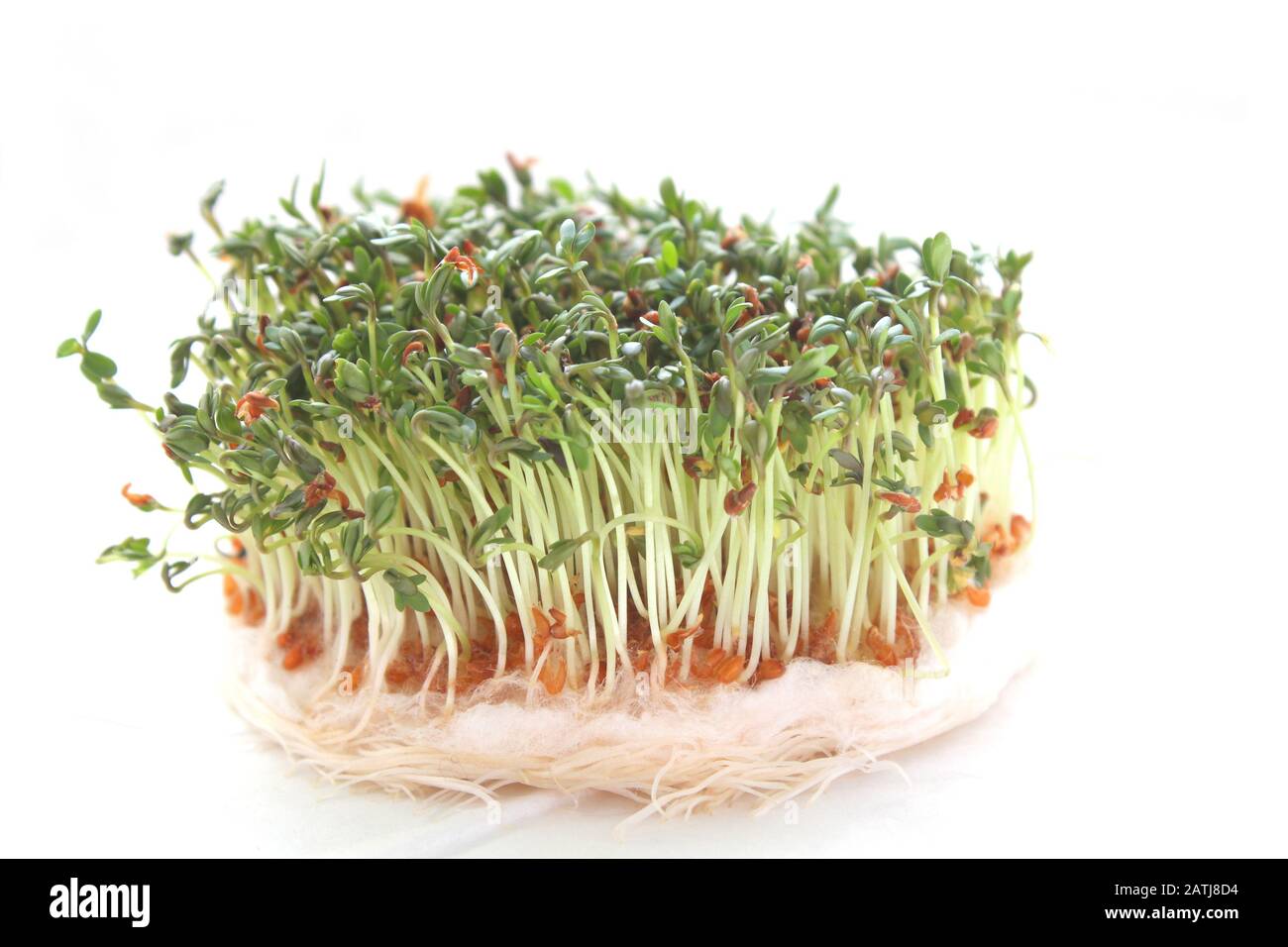 Green fresh garden cress sprouts over white background Stock Photo - Alamy
