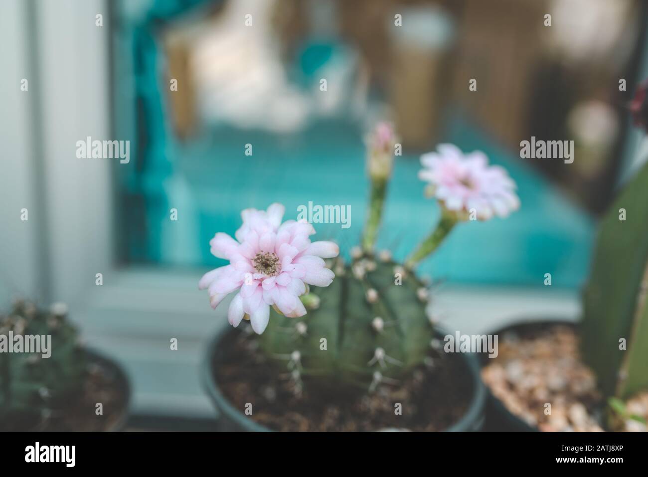 Beautiful cactus hi-res stock photography and images - Alamy