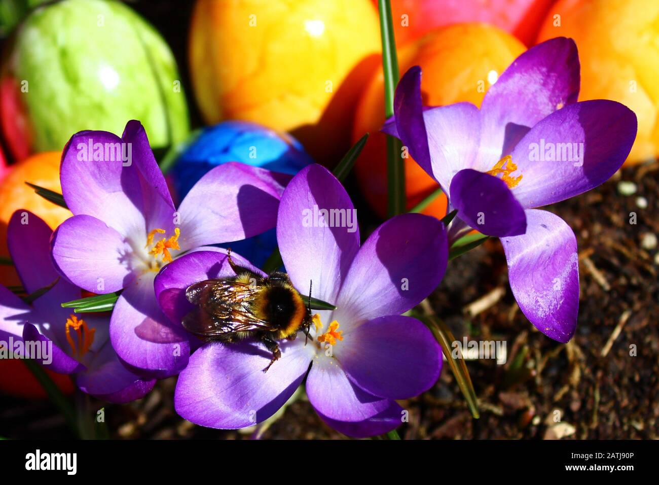 The picture shows easter greetings with a bumblebee queen Stock Photo ...