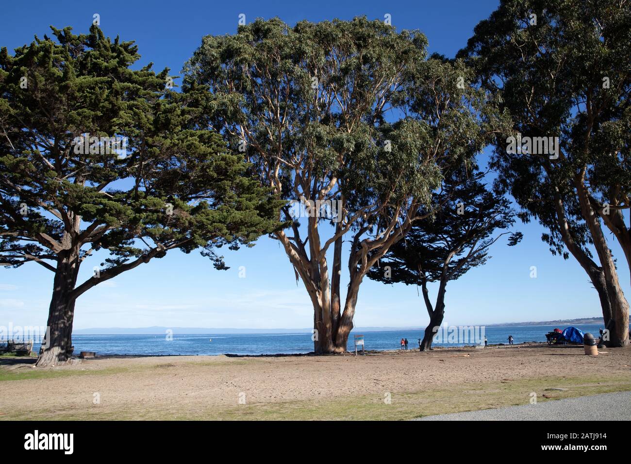 Large trees on the beach in the winter sunshine along the Californinan ...