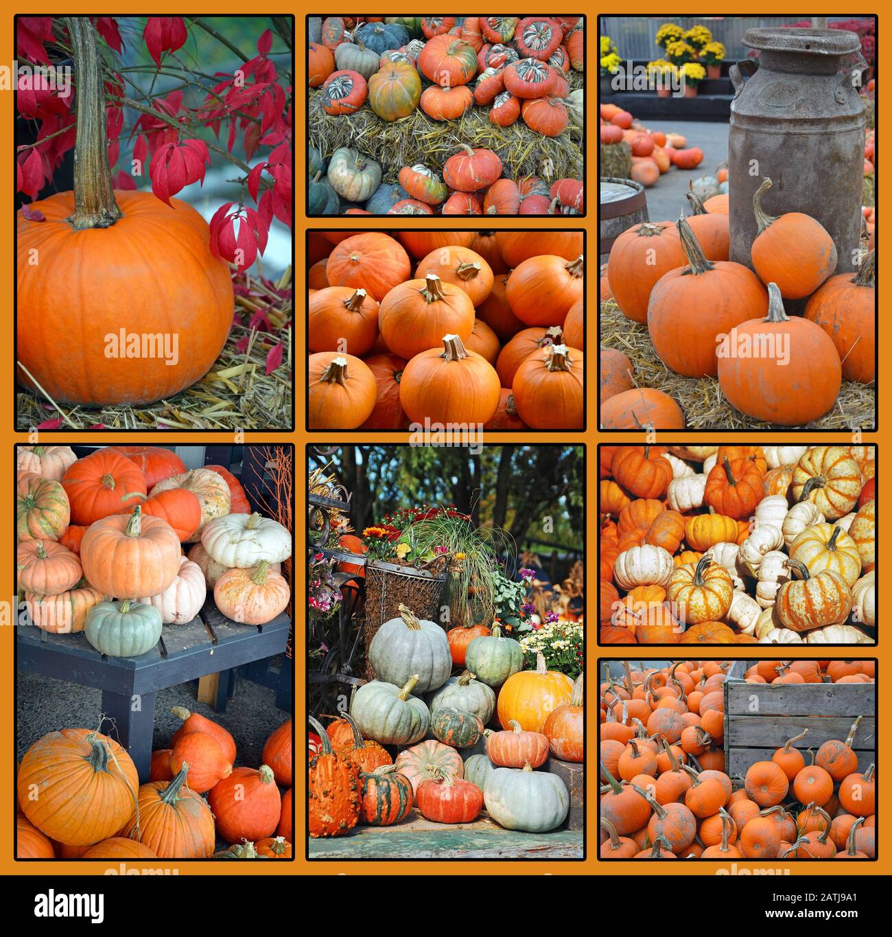 Colorful assorted pumpkins and gourds collage Stock Photo - Alamy