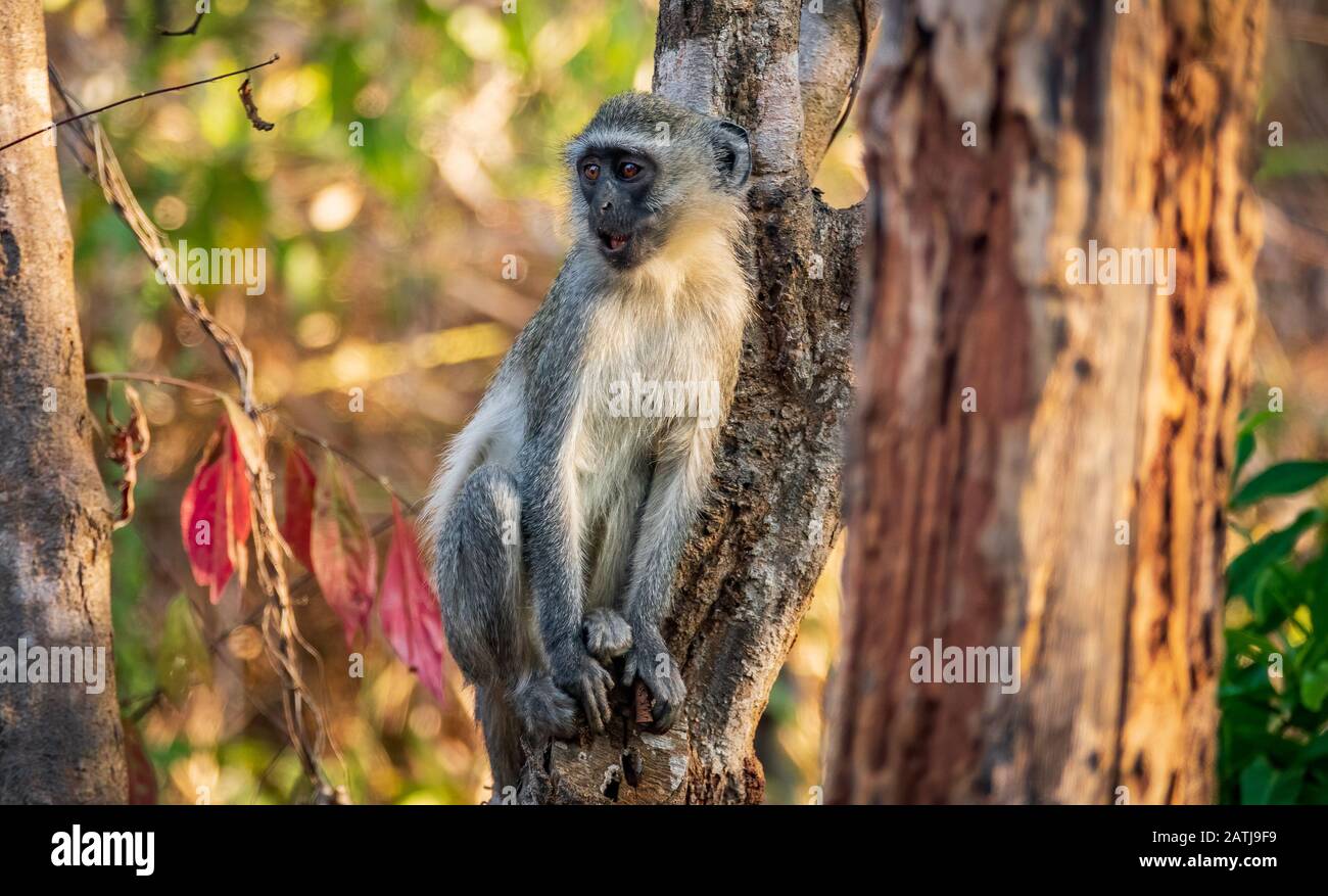 Monkey with open mouth hi-res stock photography and images - Alamy