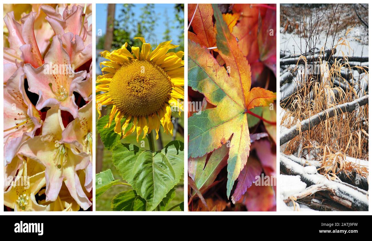 Collage depicting the four seasons Stock Photo - Alamy Collage depicting the four seasons Stock Photo - Alamy