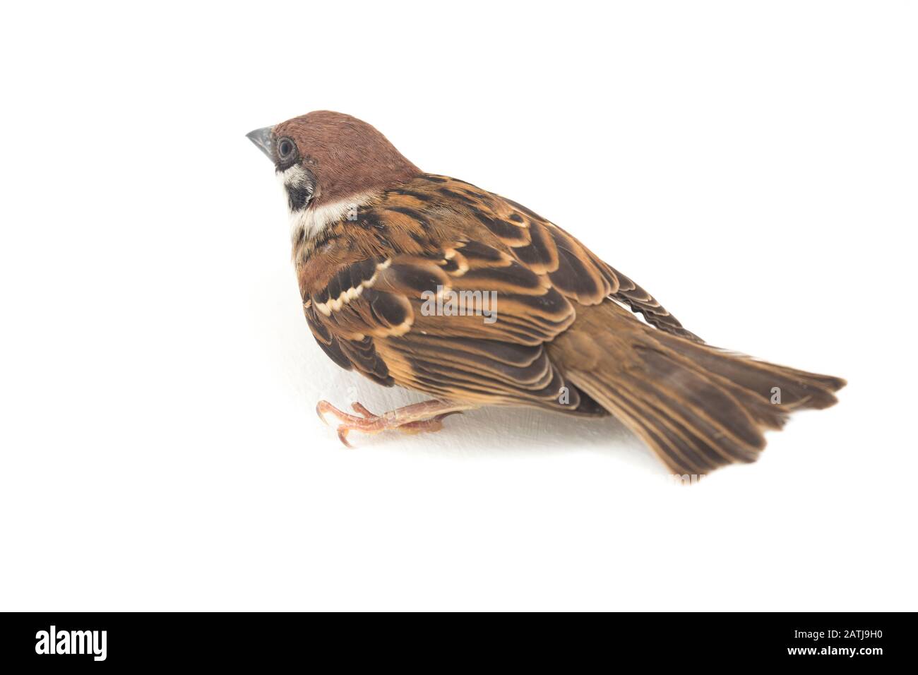 Old World sparrows are a family of small passerine birds. They are also ...