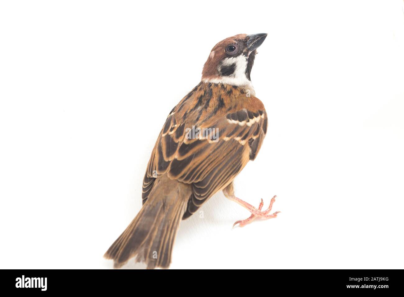 Old World sparrows are a family of small passerine birds. They are also ...
