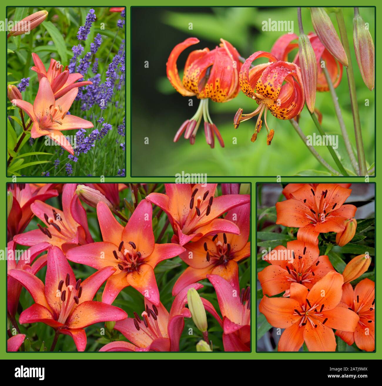 Colorful lily flowers collage Stock Photo - Alamy
