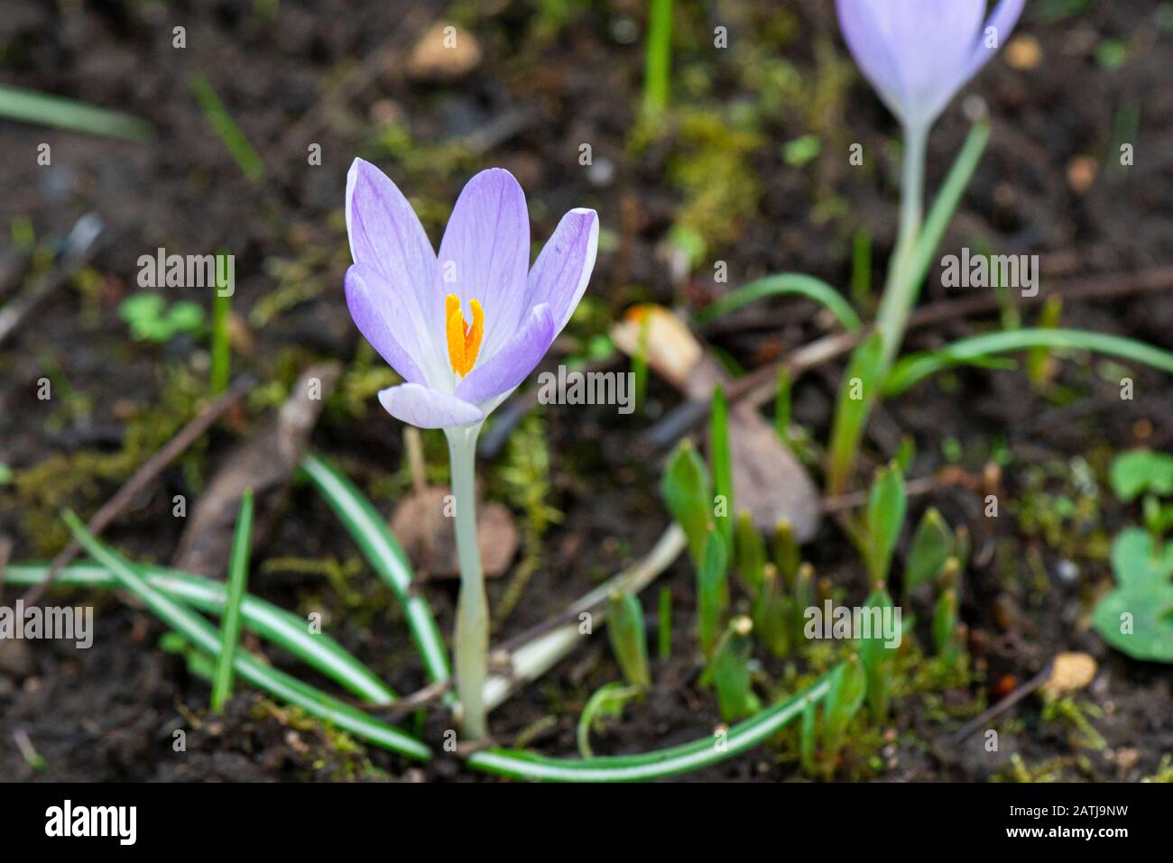 An early crocus flower (Crocus tommasinianus Stock Photo - Alamy