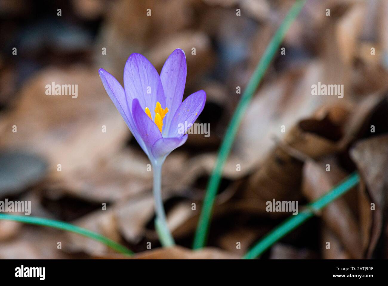 An early crocus flower (Crocus tommasinianus Stock Photo - Alamy