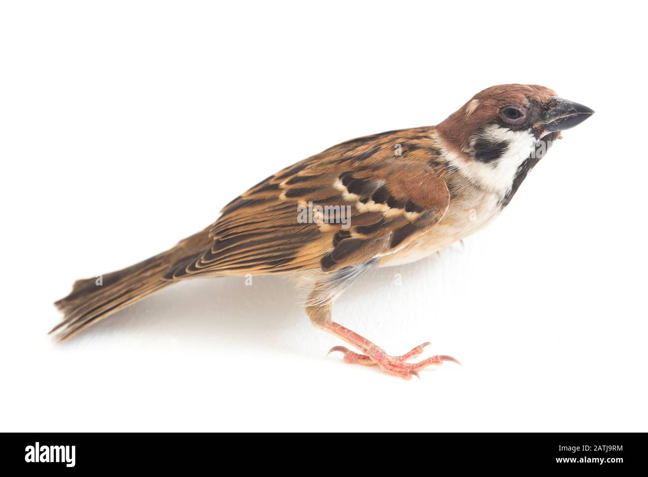 Old World sparrows are a family of small passerine birds. They are also ...