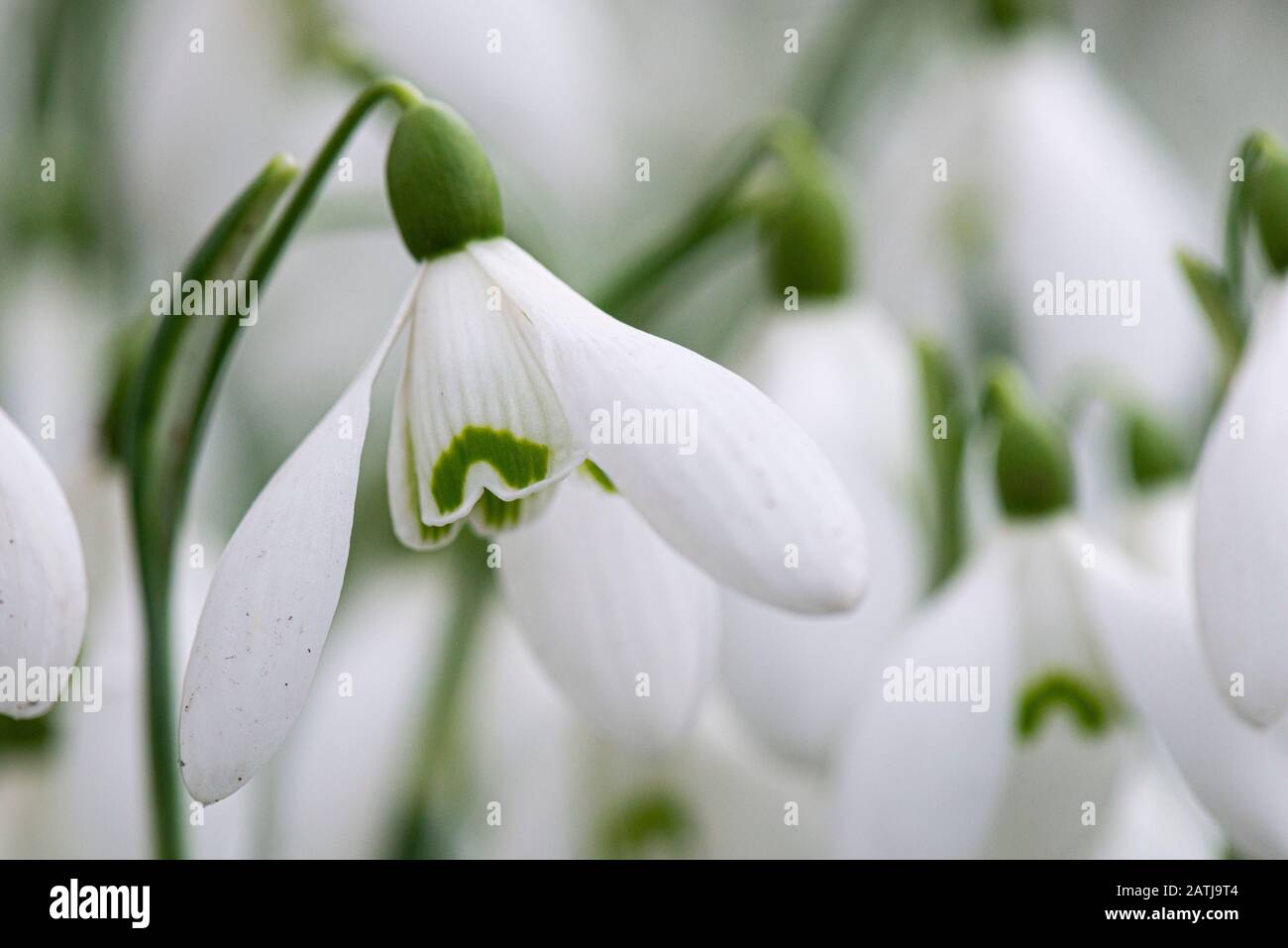 Snow drop lily hi-res stock photography and images - Alamy