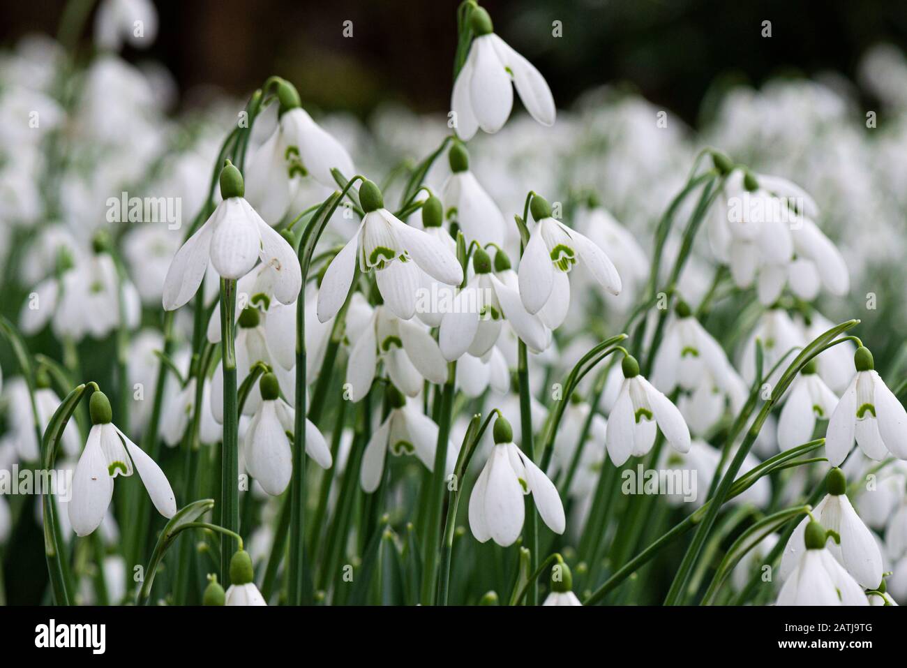 Snow drop lily hi-res stock photography and images - Alamy