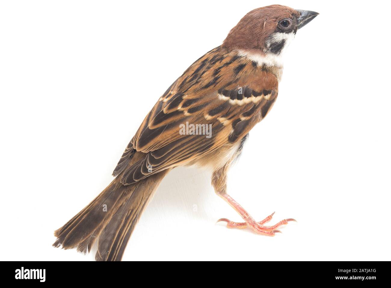 Old World sparrows are a family of small passerine birds. They are also ...