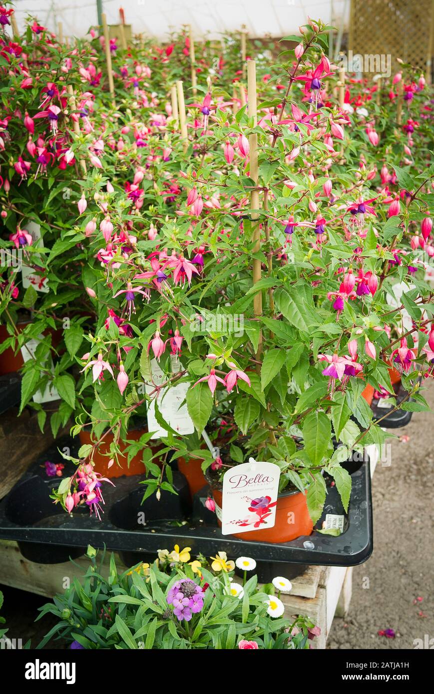 Collection of half hardy fuchsia plants in the bella series hi-res ...