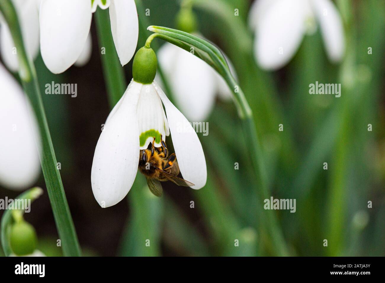 A honey bee (Apis mellifera) on the flower of a snowdrop (Galanthus ...
