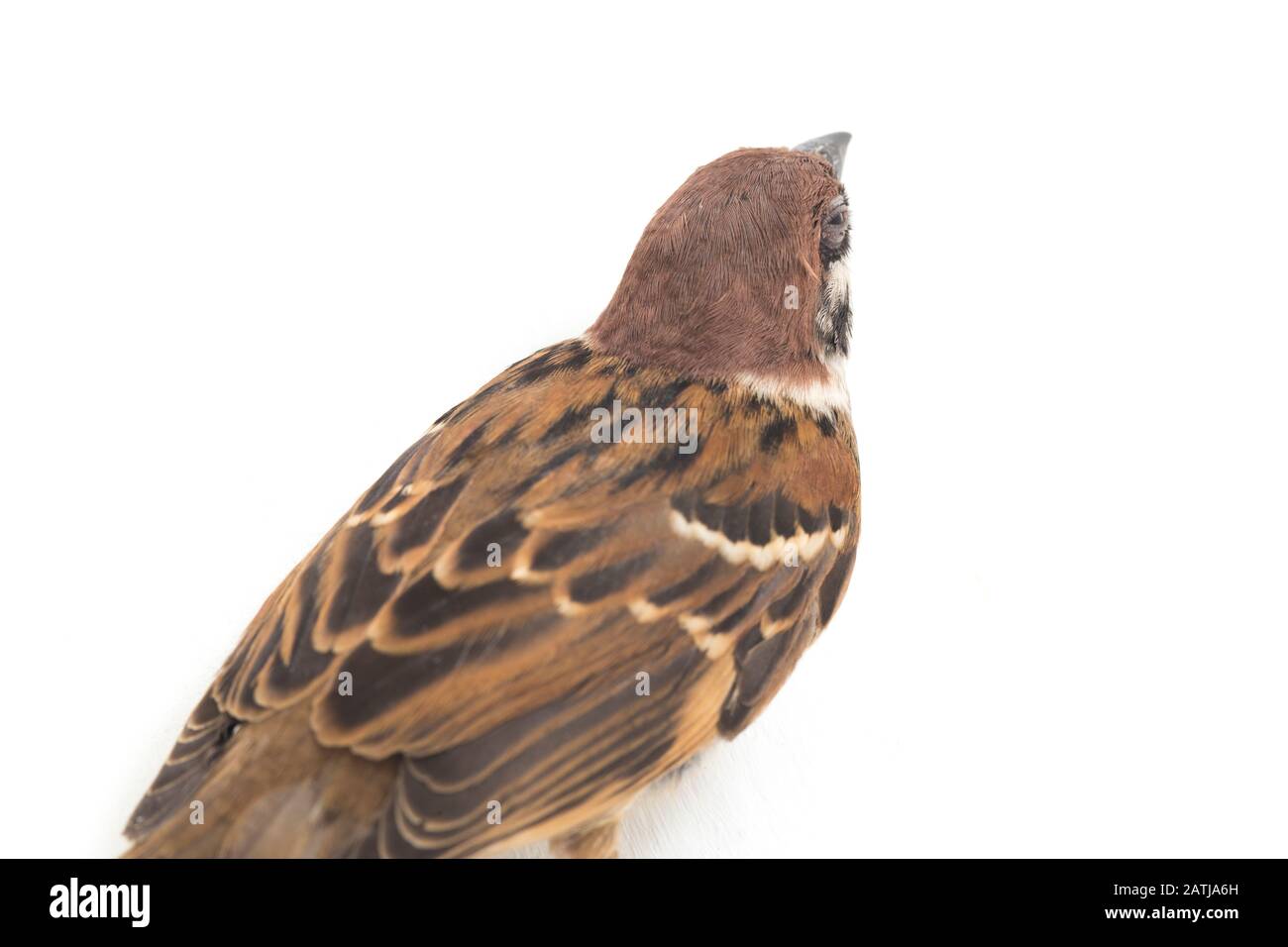 Old World sparrows are a family of small passerine birds. They are also ...