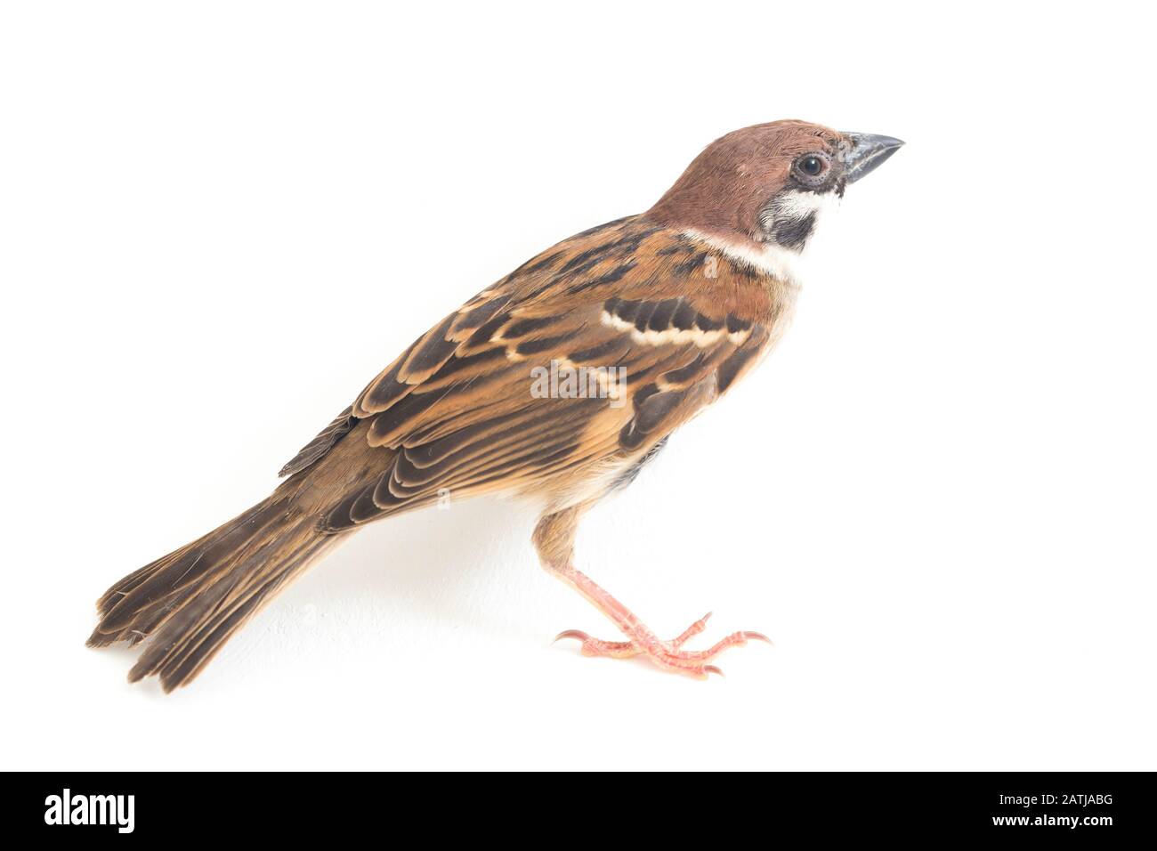 Old World sparrows are a family of small passerine birds. They are also ...
