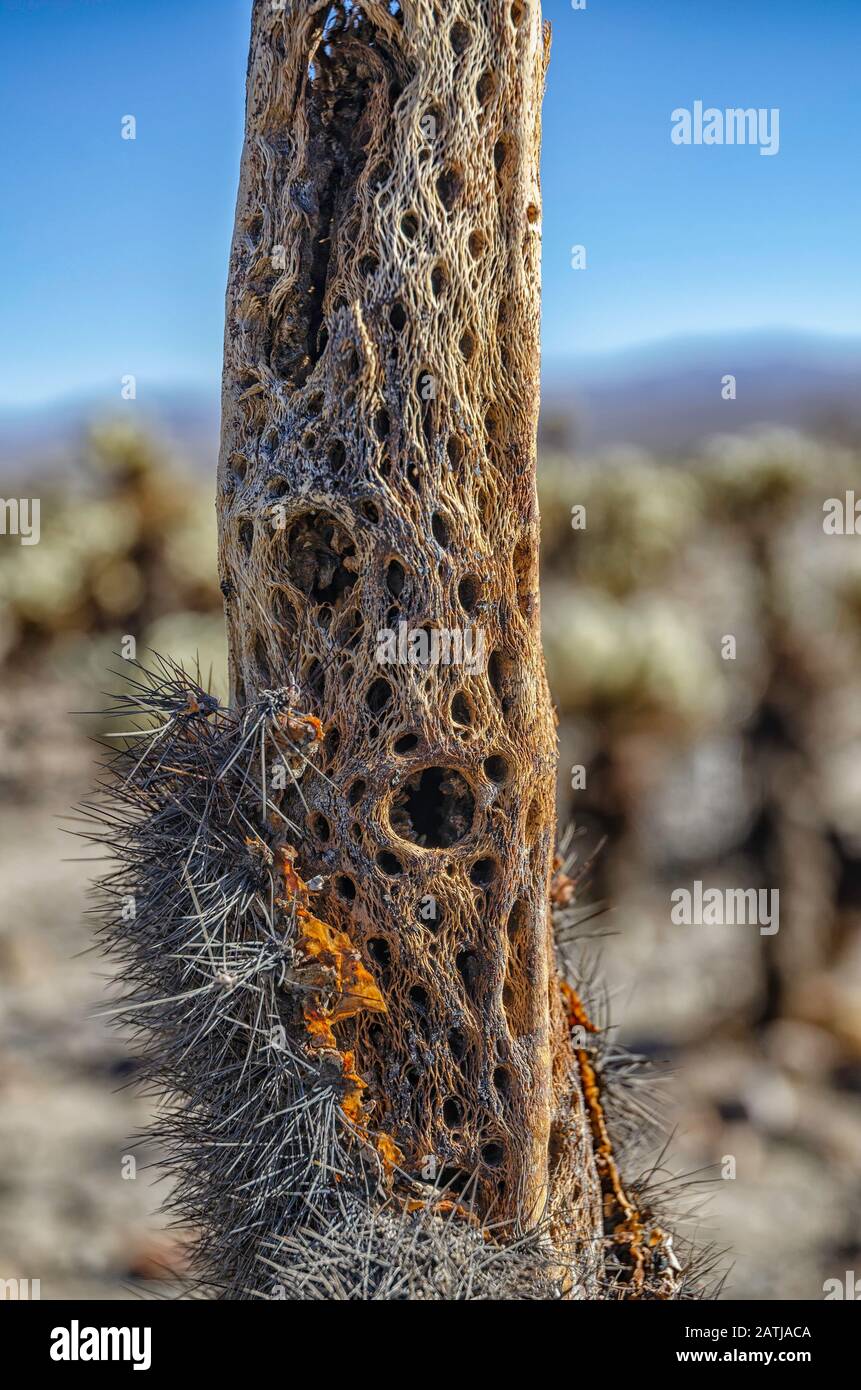 Dead cholla cactus hi-res stock photography and images - Alamy