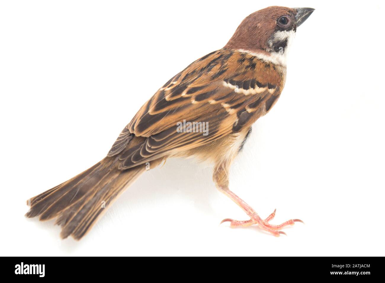 Old World sparrows are a family of small passerine birds. They are also ...