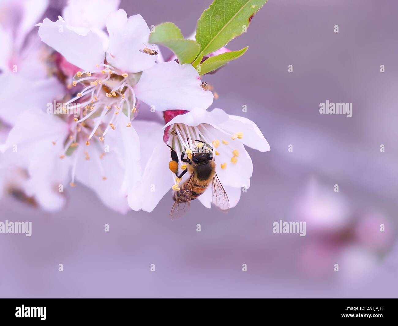 Artistic picture of almond flowers with a bee. Blurred background Stock ...
