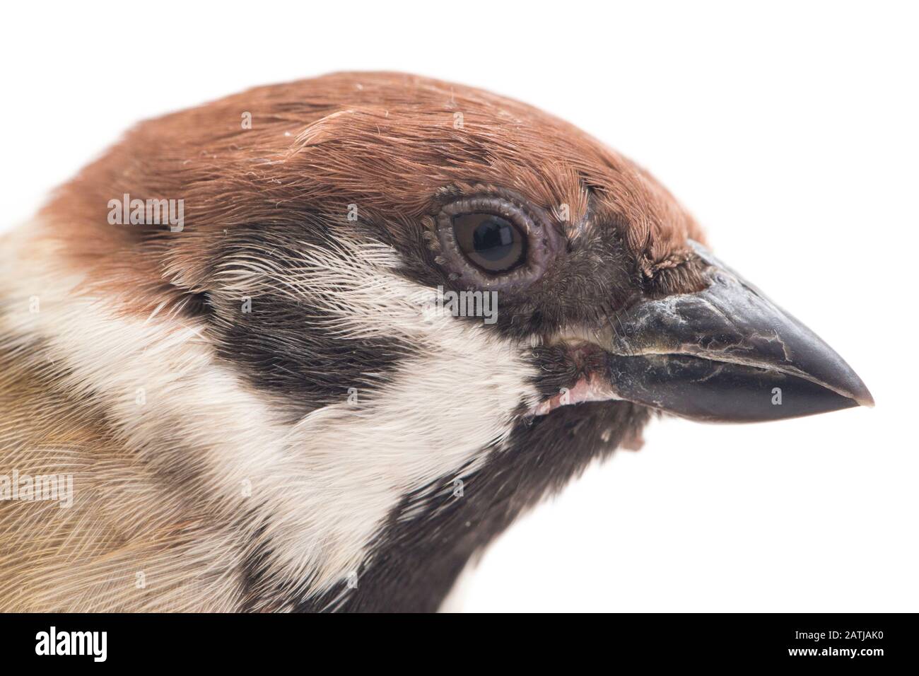 Old World sparrows are a family of small passerine birds. They are also ...