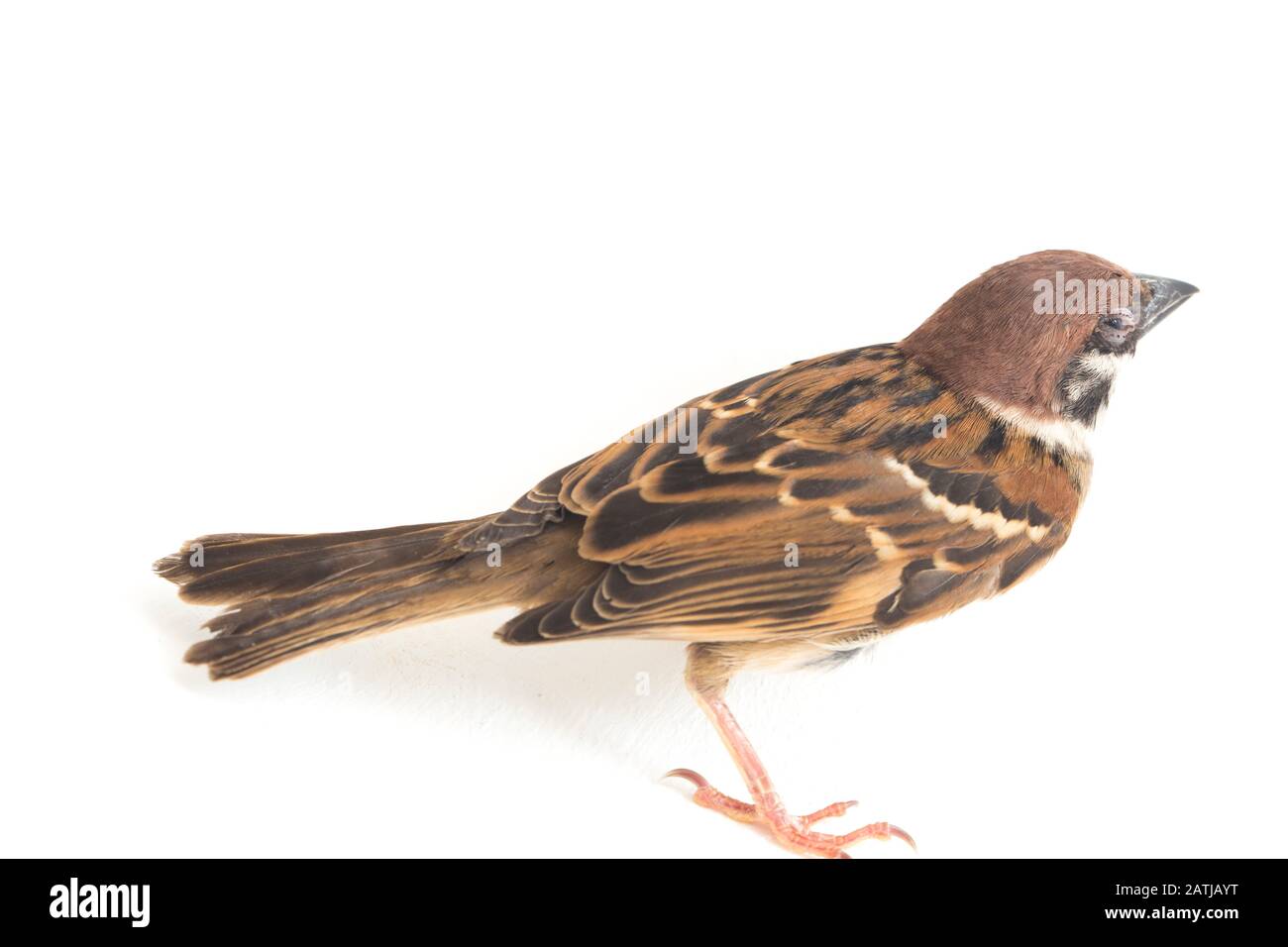 Old World sparrows are a family of small passerine birds. They are also ...