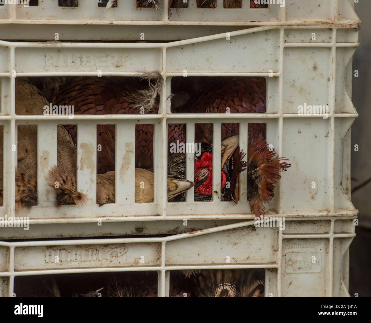 Pheasants in wild hi-res stock photography and images - Alamy