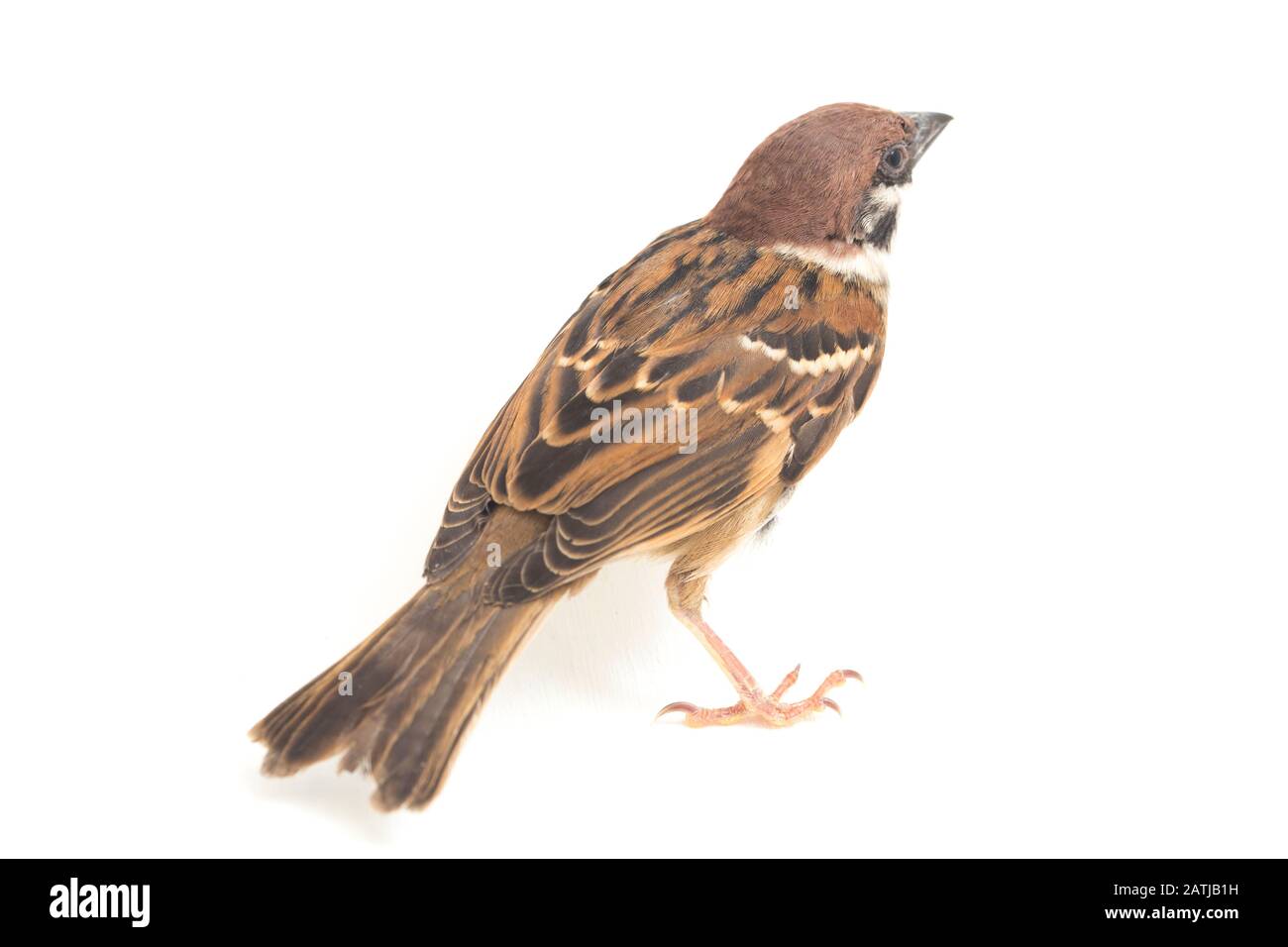 Old World sparrows are a family of small passerine birds. They are also ...