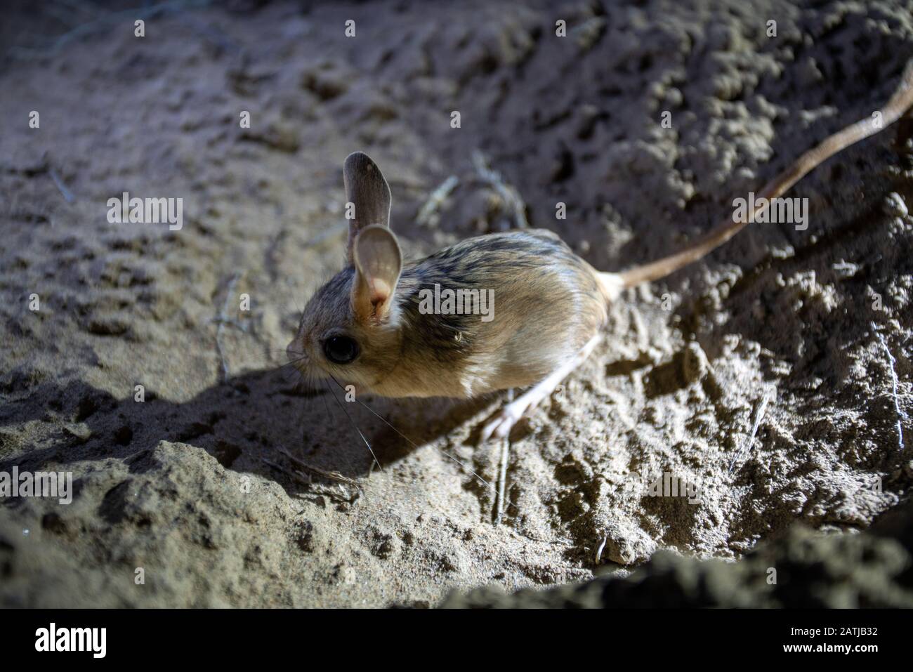 Kangaroo Rat Jumping Gif