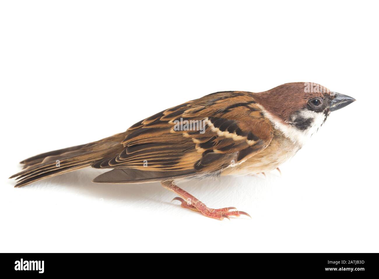 Old World sparrows are a family of small passerine birds. They are also ...
