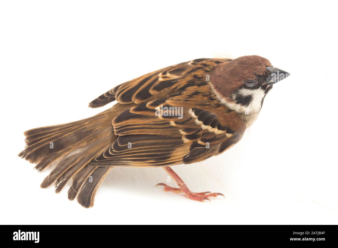 Old World sparrows are a family of small passerine birds. They are also ...